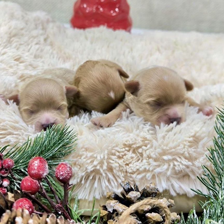 Мальтипу, щенок