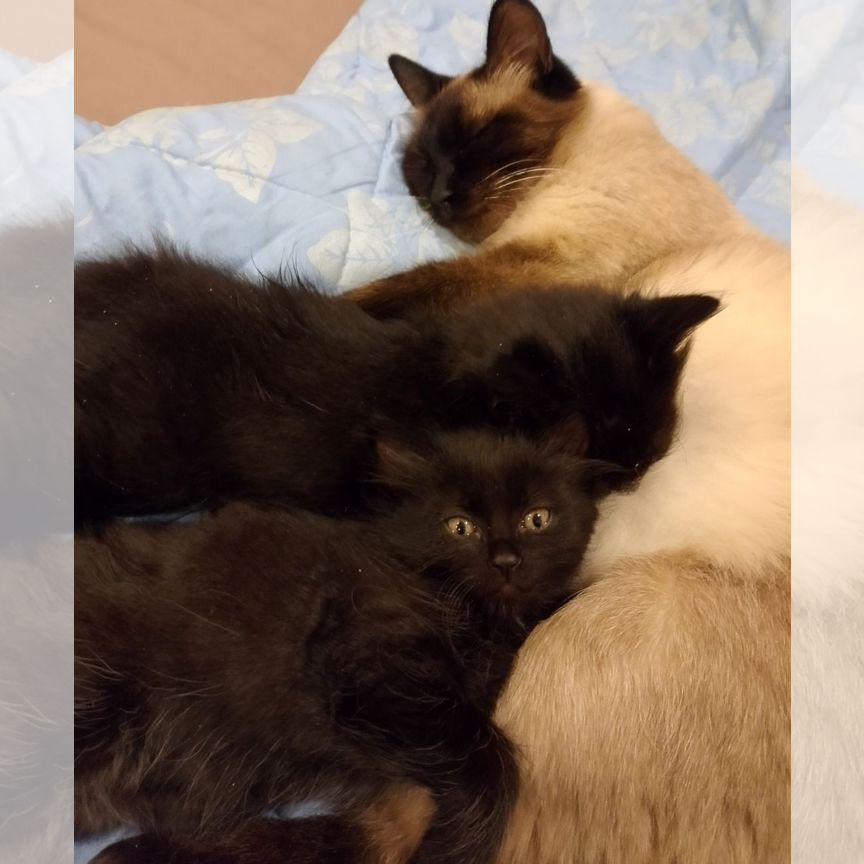 Котёнок в добрые руки