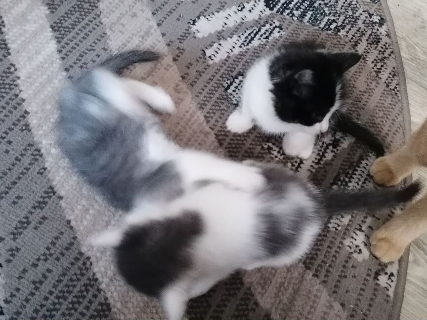 Британские котята