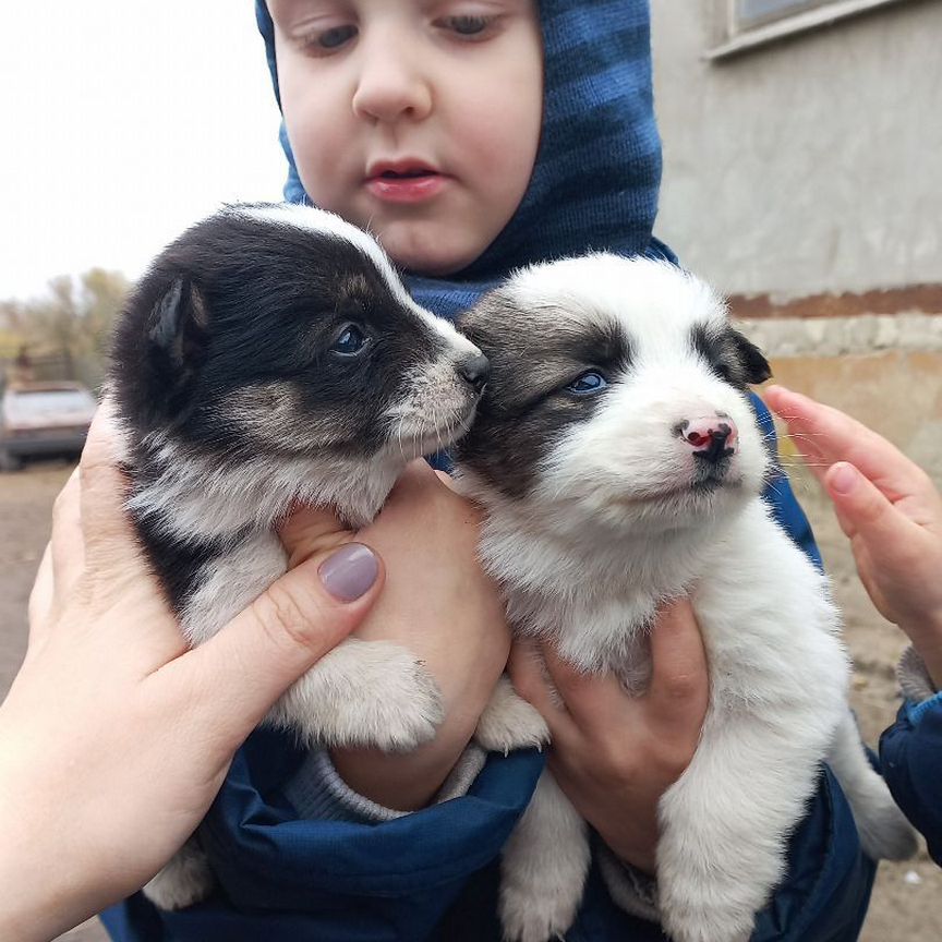 Шенки от маленькой собачки