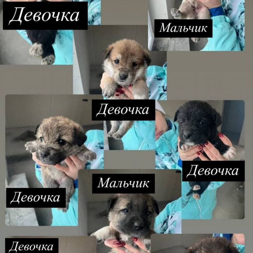 Щенки в добрые руки