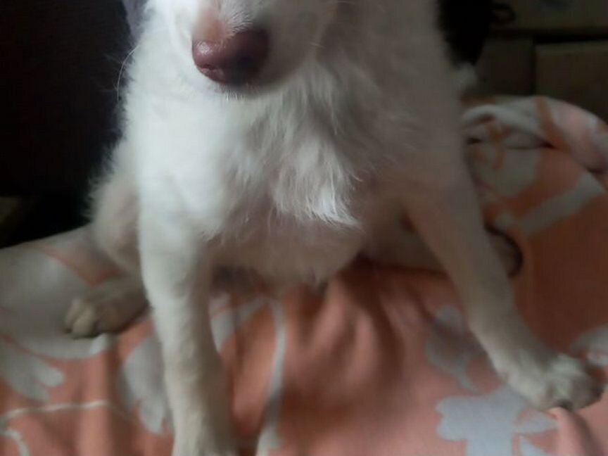 Собачка Снежок