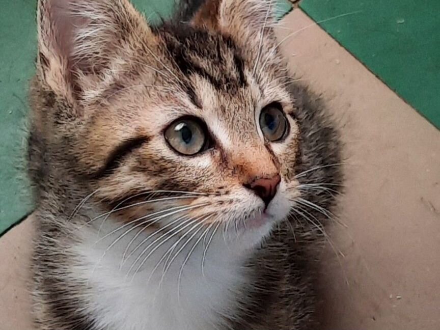 Котенок в заботливые руки