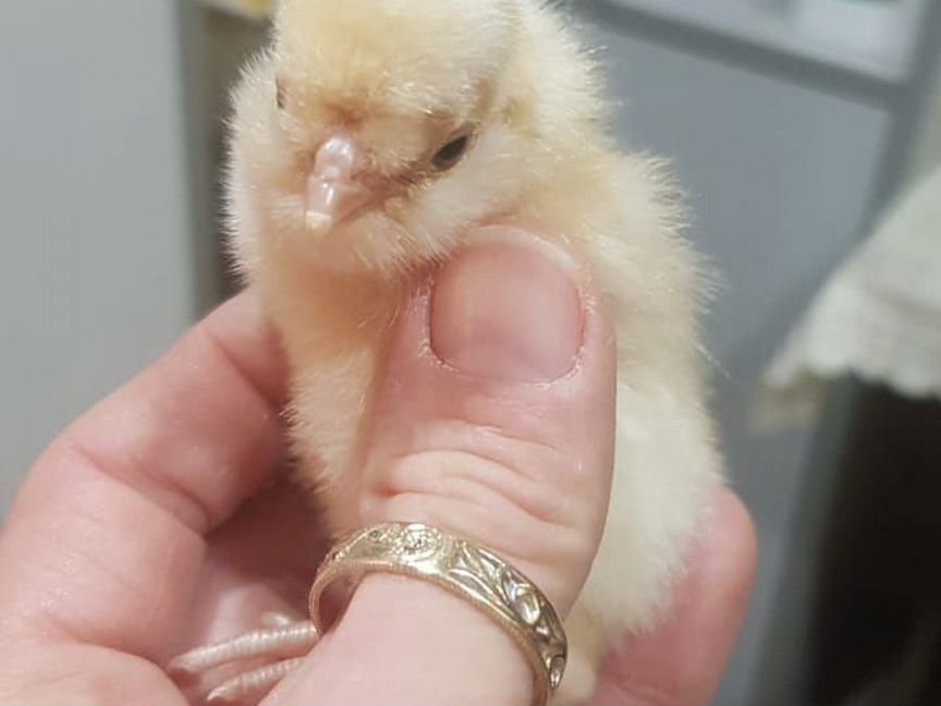 Цыплята суточные