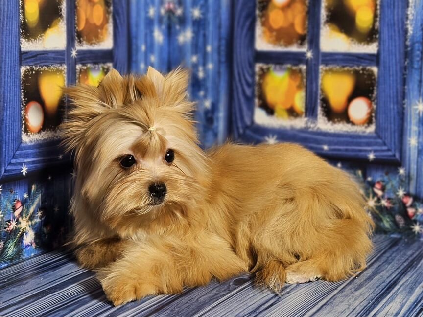 Йорочка золотая micro размер