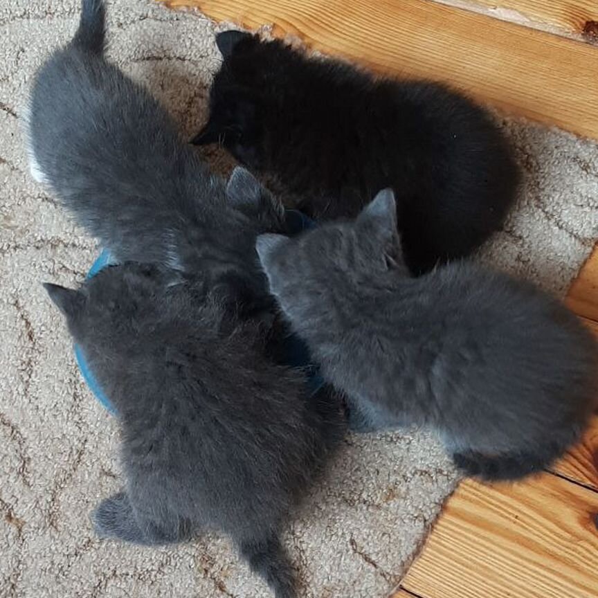 Отдам котиков в добрые руки. 1.5 месяца