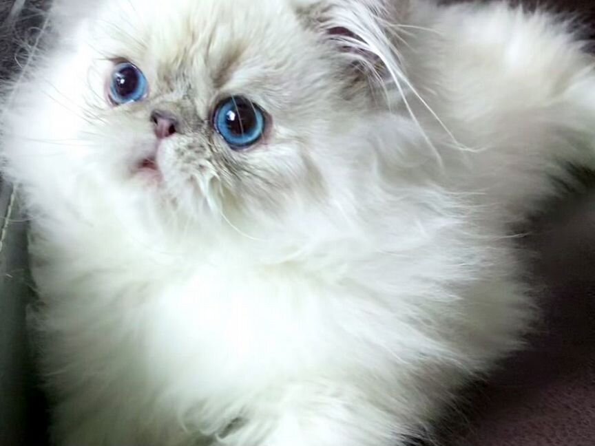 Персидсий котик