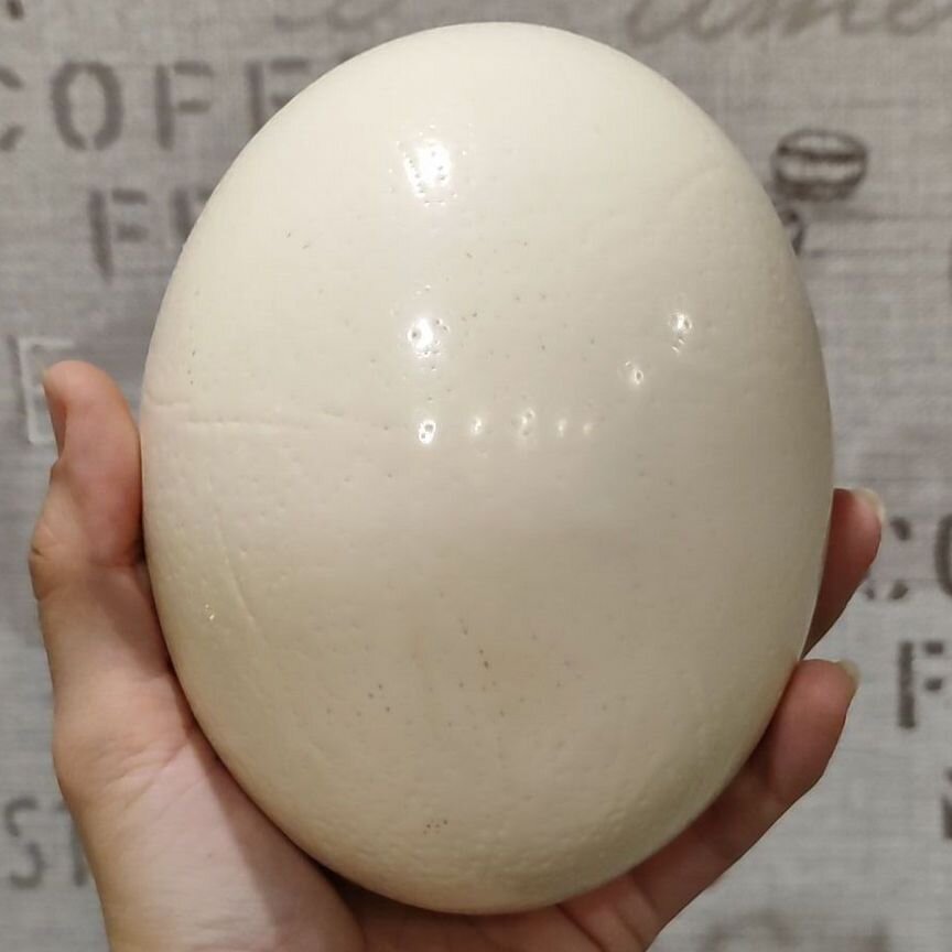 Страусиное яйцо пустое