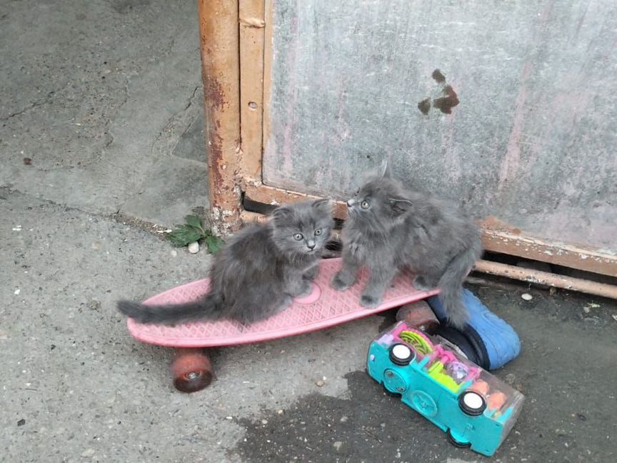 Шотладские котята