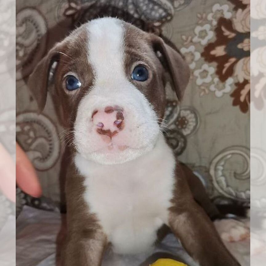 Американский питбультерьер