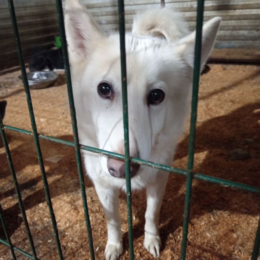 Кобель красавчик в добрые руки