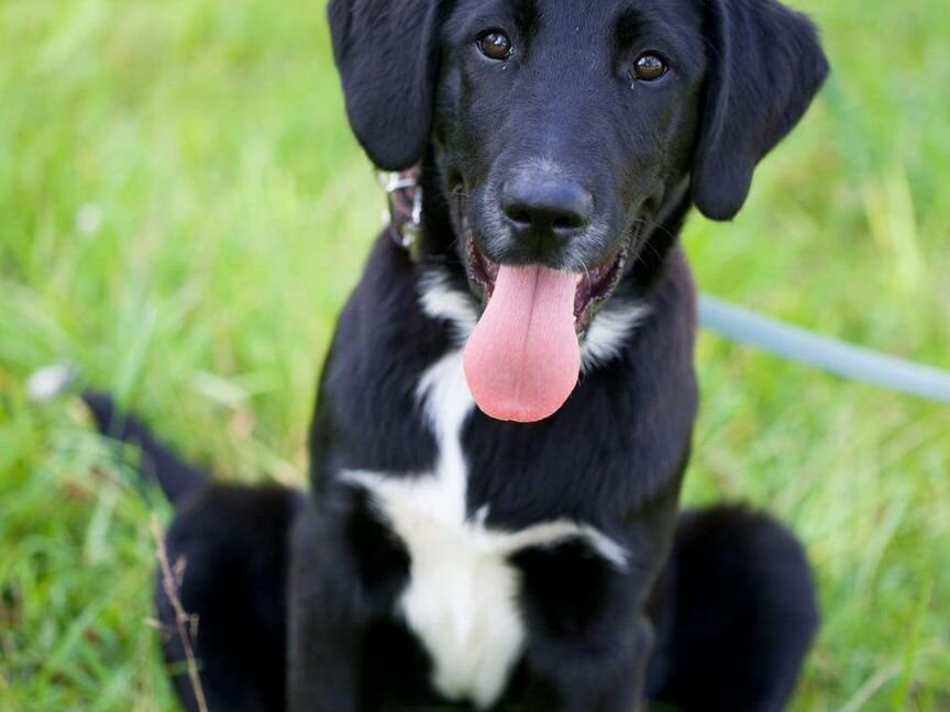 Эльза в дар