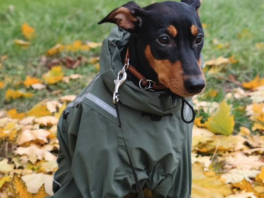 Немецкий пинчер щенок