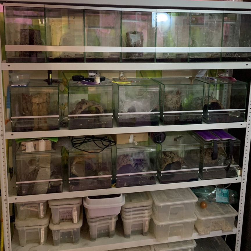 Террариум,паукариум,паучатник