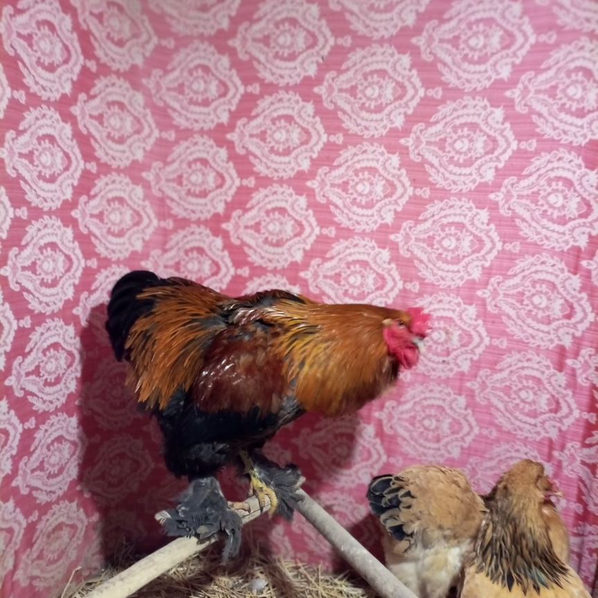 Петух, 2е курочки породы брама
