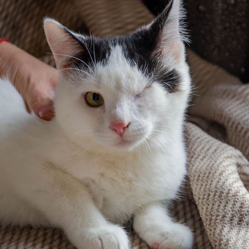 Лучик готов озарять своим светом Ваш дом