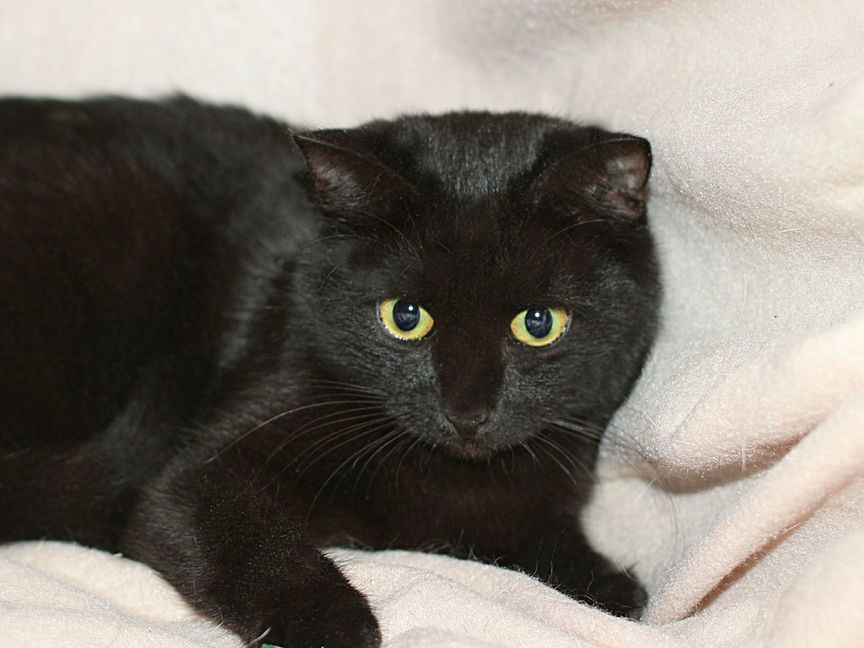 Молоденькую кошечку Сару подкинули в переноске