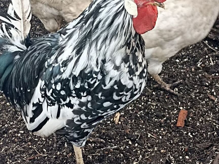 Петух леггорн далматинец