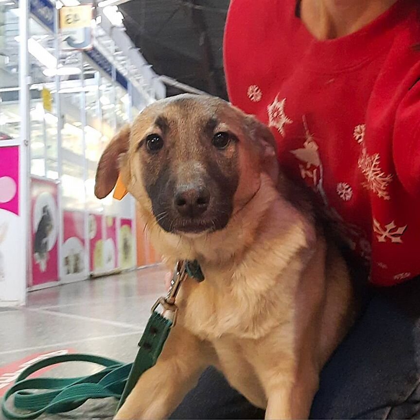 Щенок в добрые руки