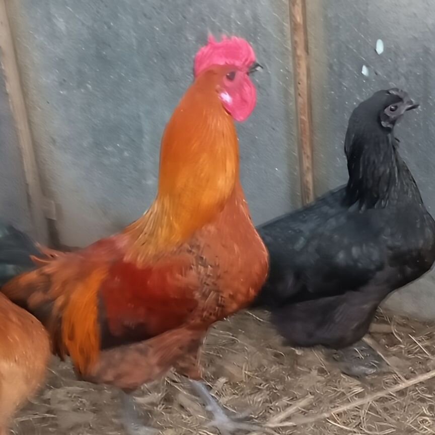 Куры с лечебным яйцом 1 1