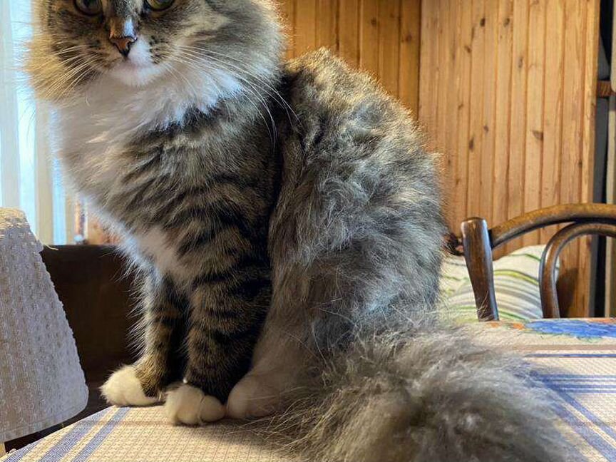 Кошка