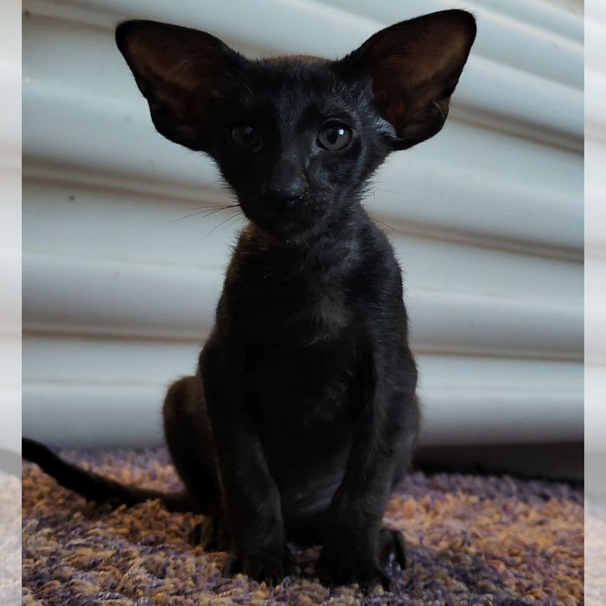 Ориентальный котёнок