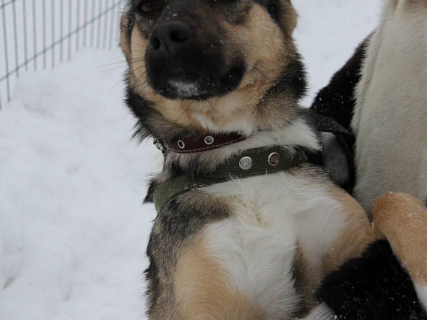 Собака в добрые руки отдам бесплатно