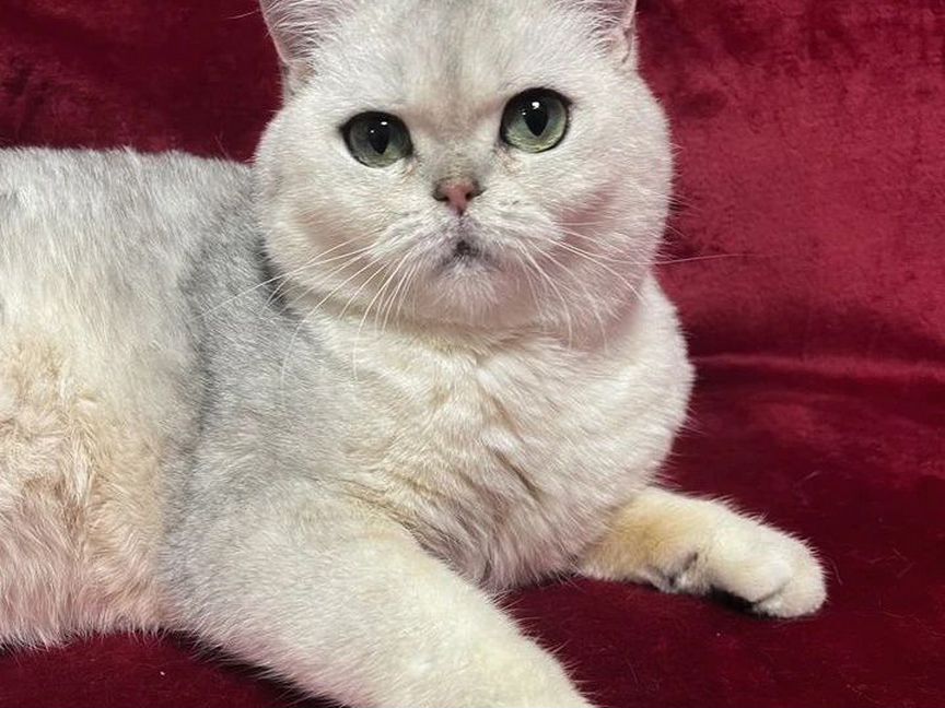 Британская шиншилла в добрые руки
