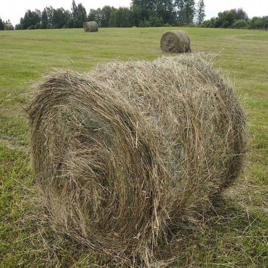 Сено