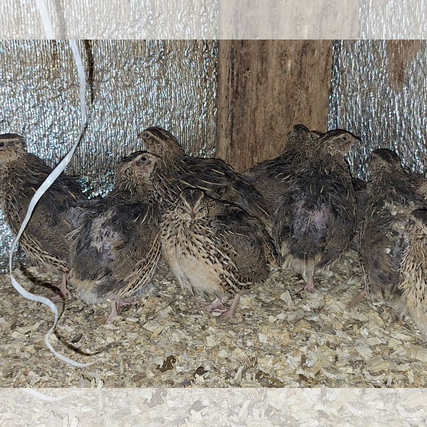 Эстонские перепела