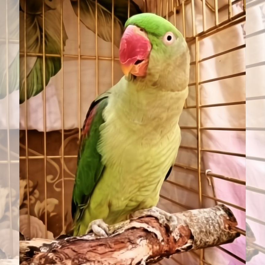 Александрийский попугай