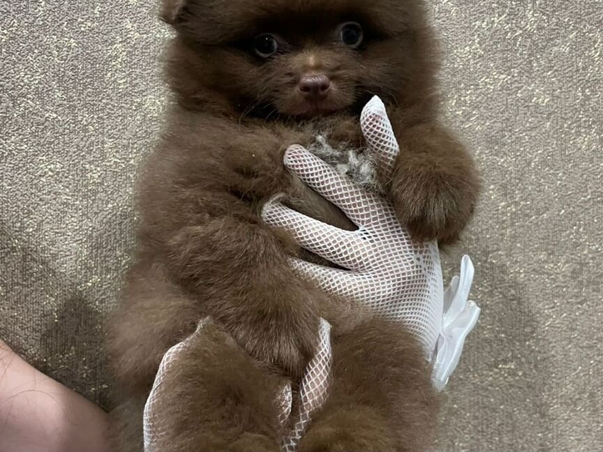Щенки шпица