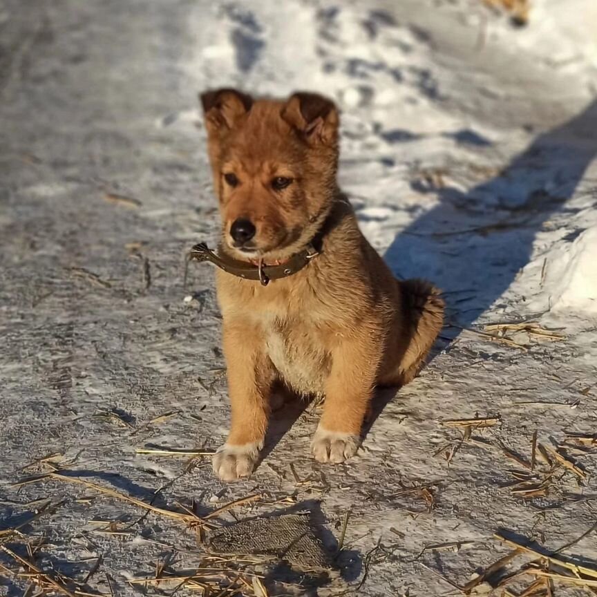 Щеночек с трассы