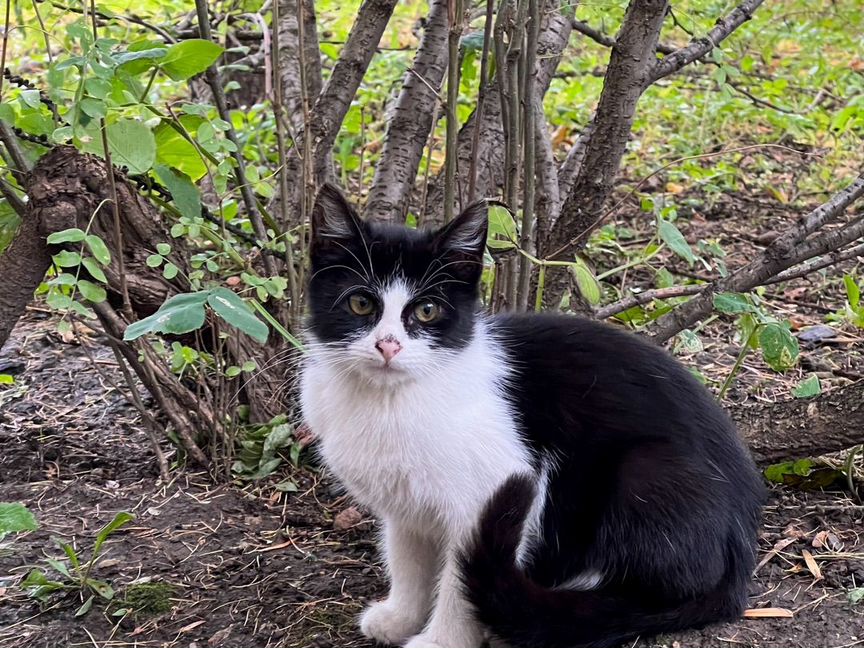 Котенок панда в добрые руки