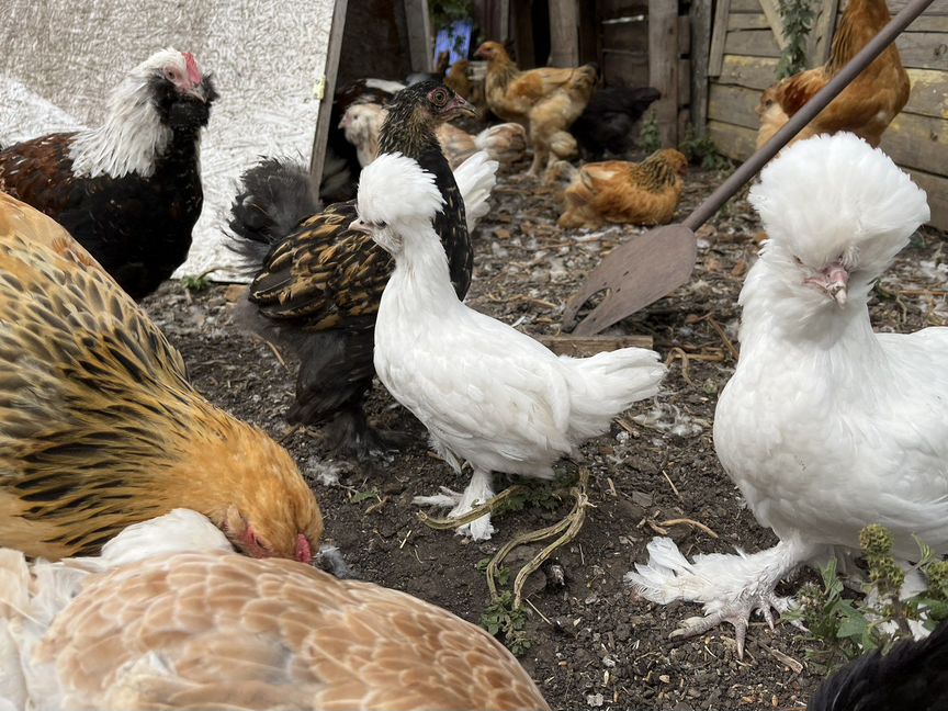 Брама чёрная, Брама палевая, Фавероль, Султанка