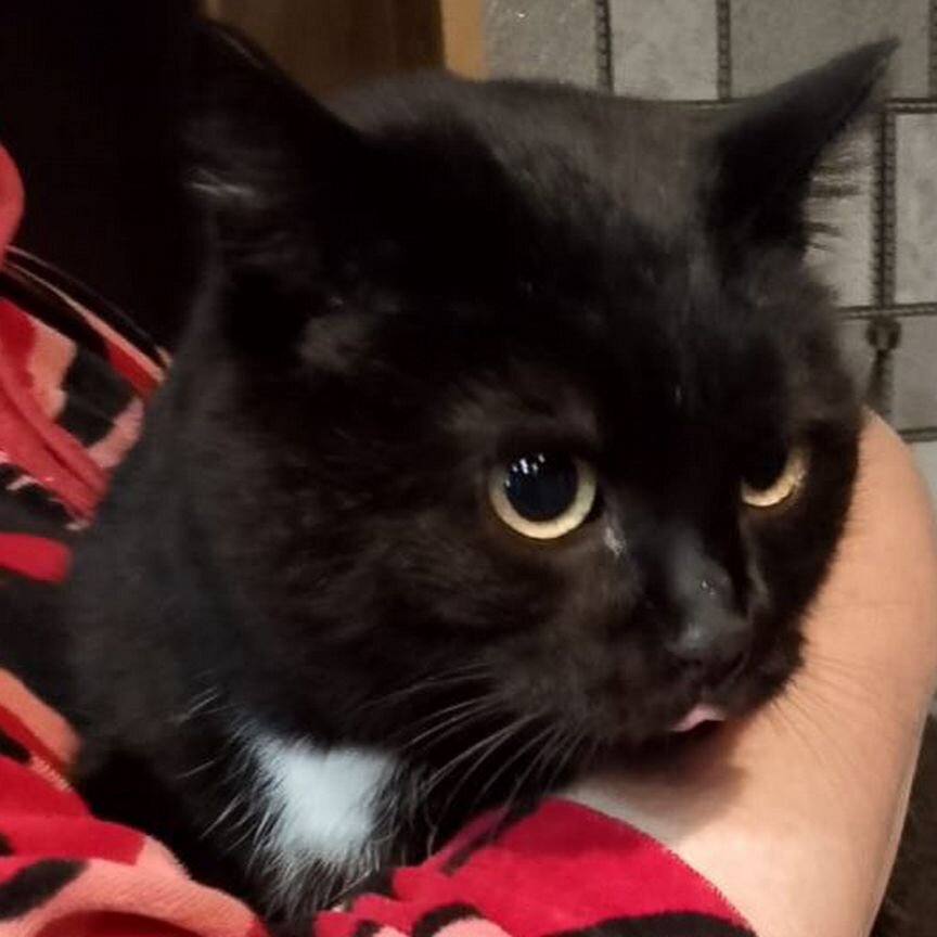 Взрослая кошка в добрые руки