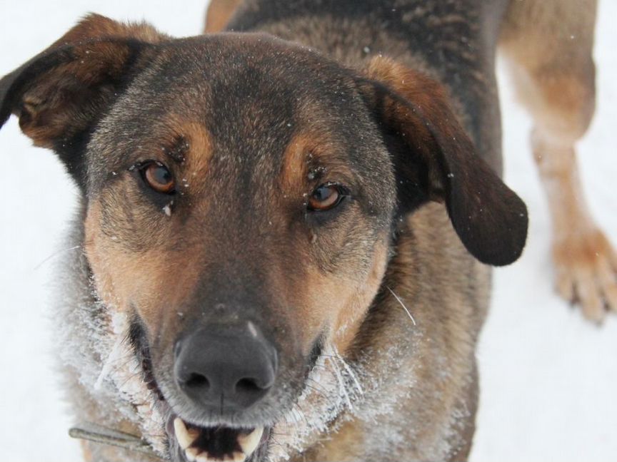 Собака в добрые руки отдам бесплатно
