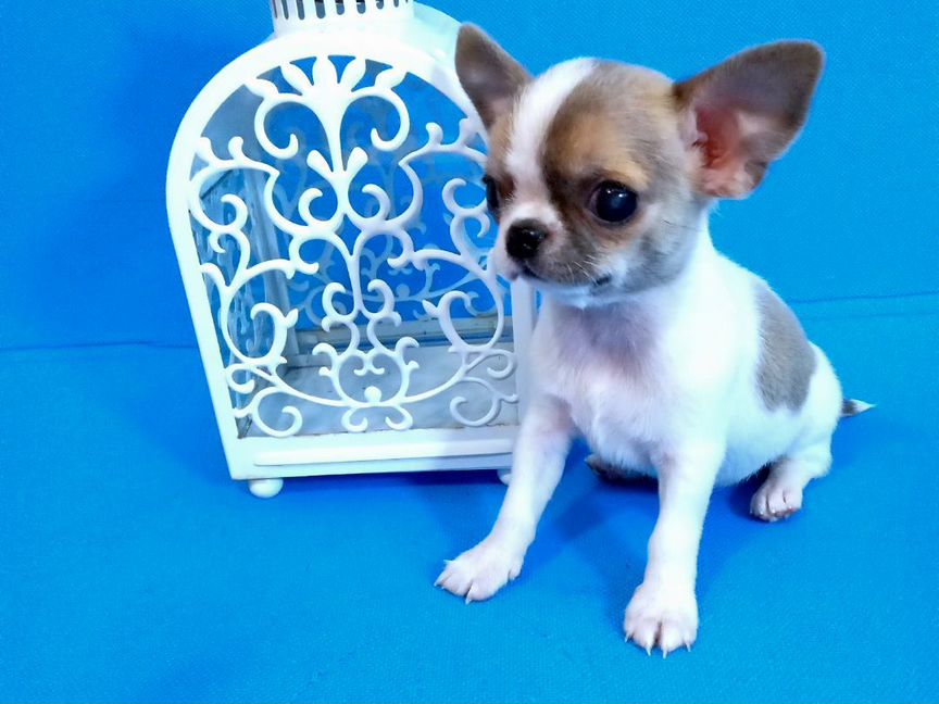 Миник чишка