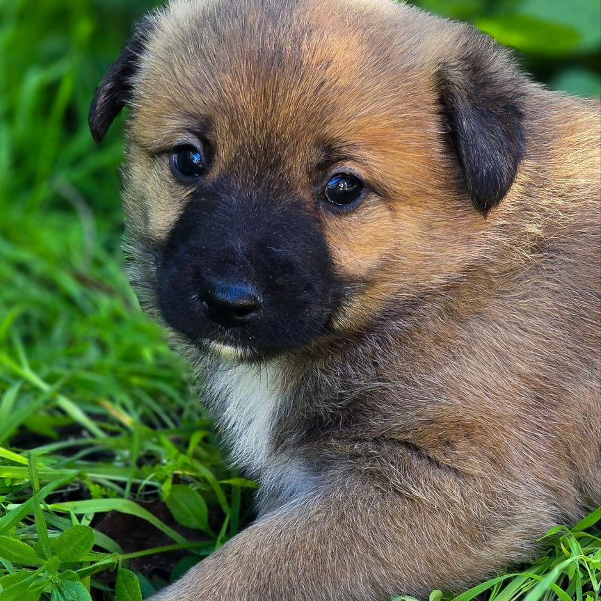Щенок бесплатно в добрые руки