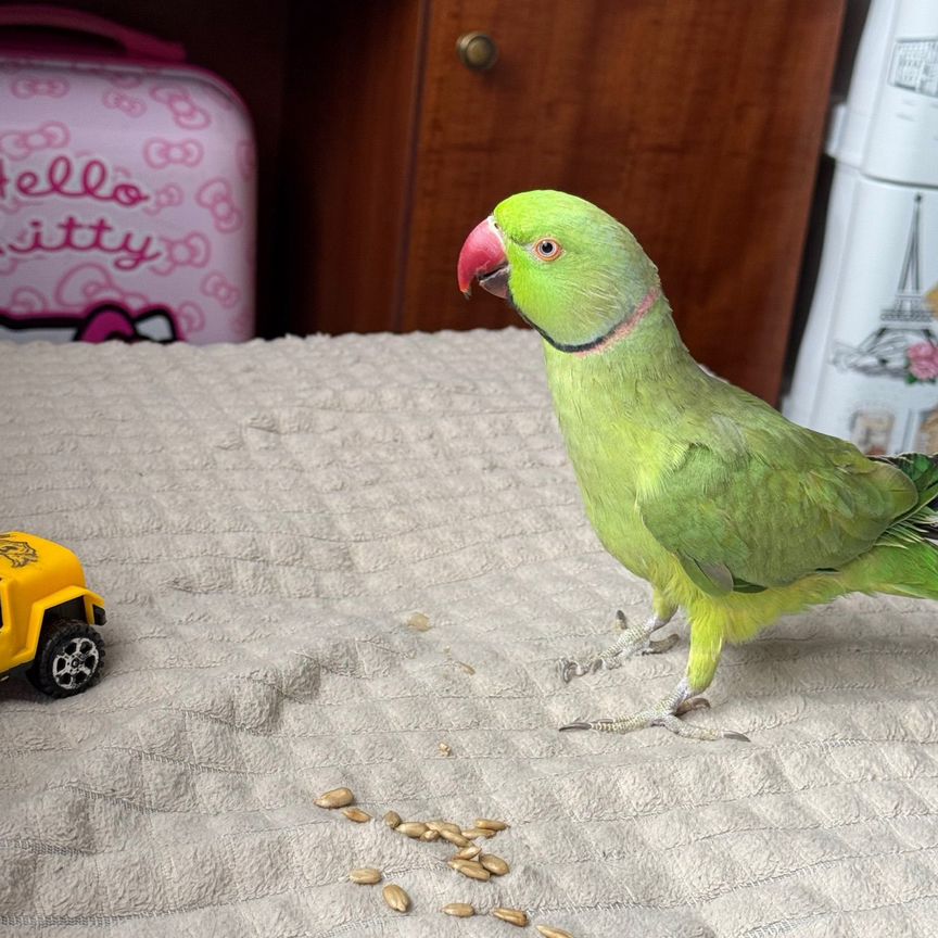 Говорящий попугай