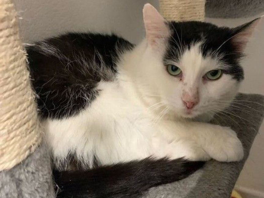 Кот в добрые руки