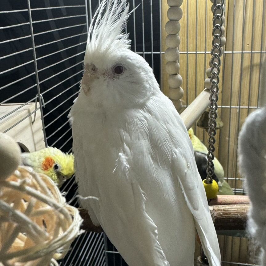 Безщекий альбинос корелла (девочка, 6 месяцев)