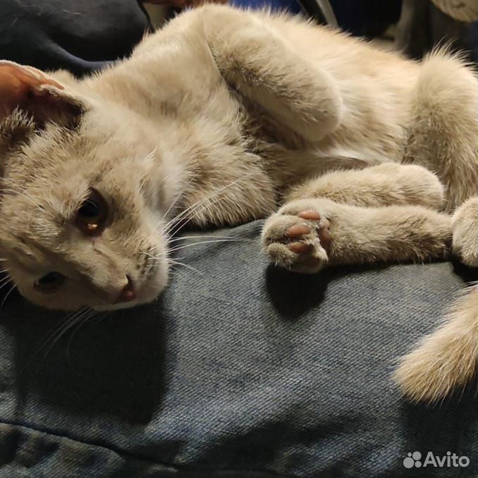 Котëнок в дар