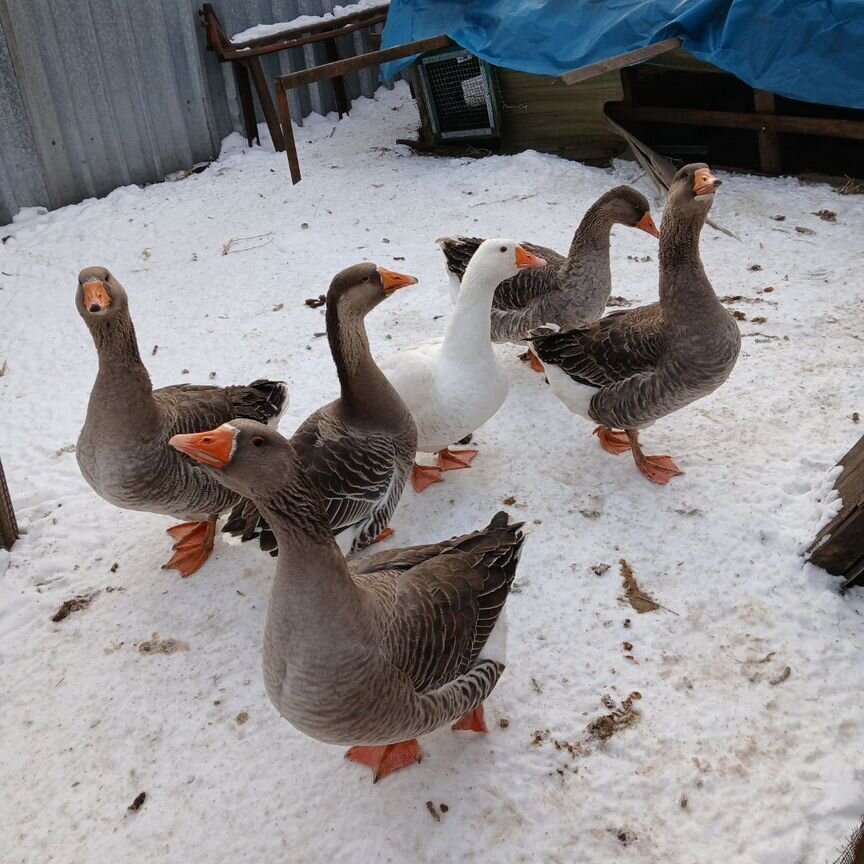 Продам гусей,семья 2 1,и 3гуся.2т.штука