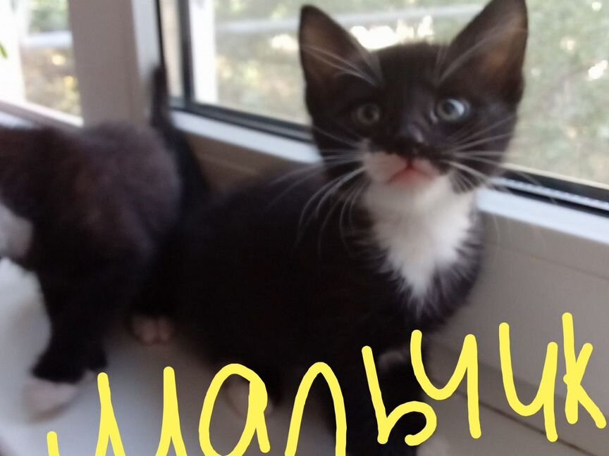 Котята в добрые руки приучены к лотку