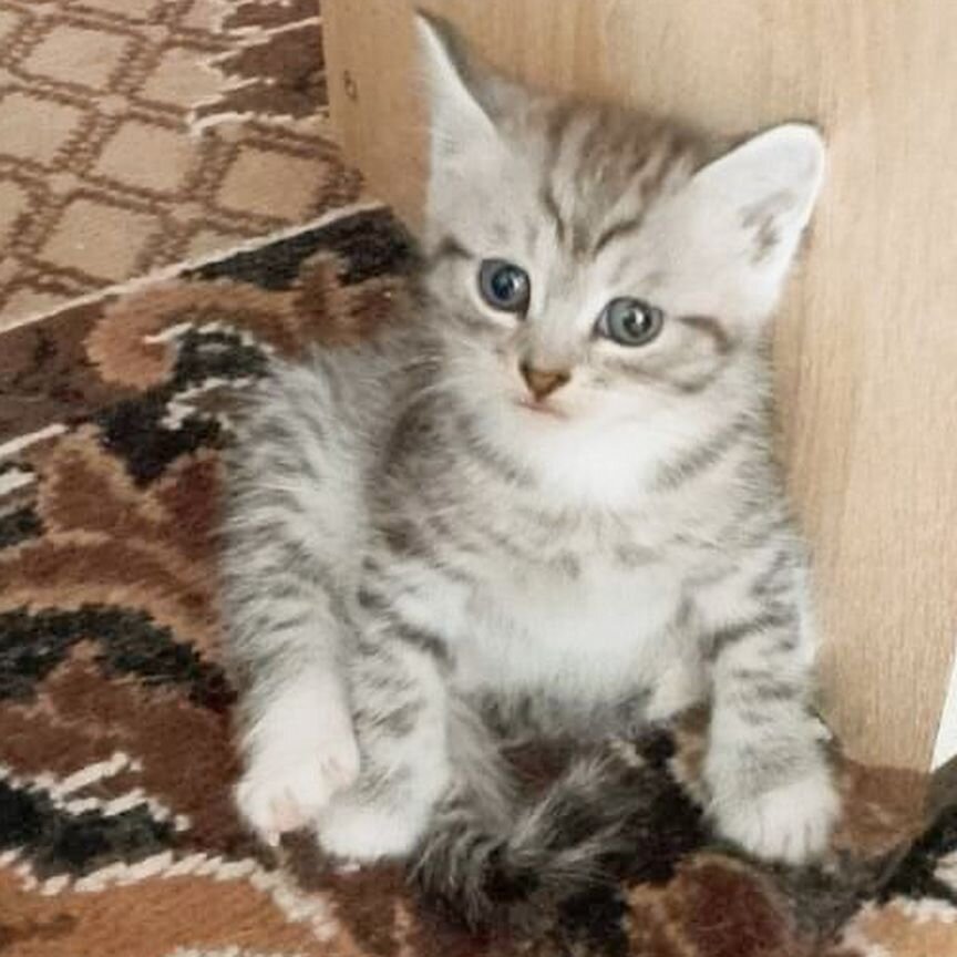 Кошка