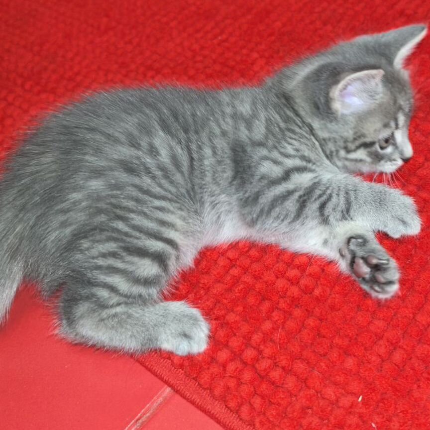 Маленькие котятки в добрые руки