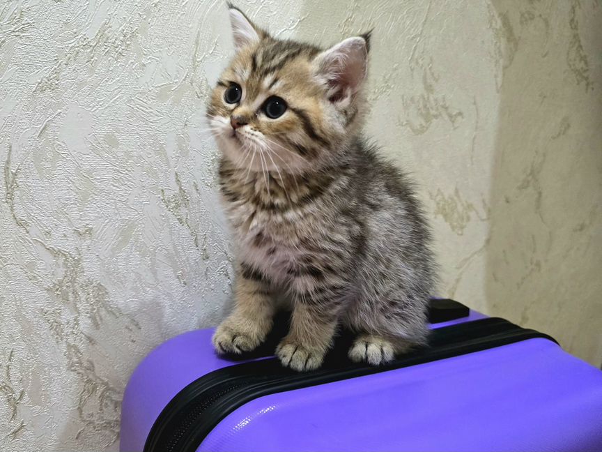 Продаётся шотландский котик