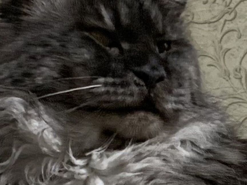 Котятки помесь, кисточки на ушках