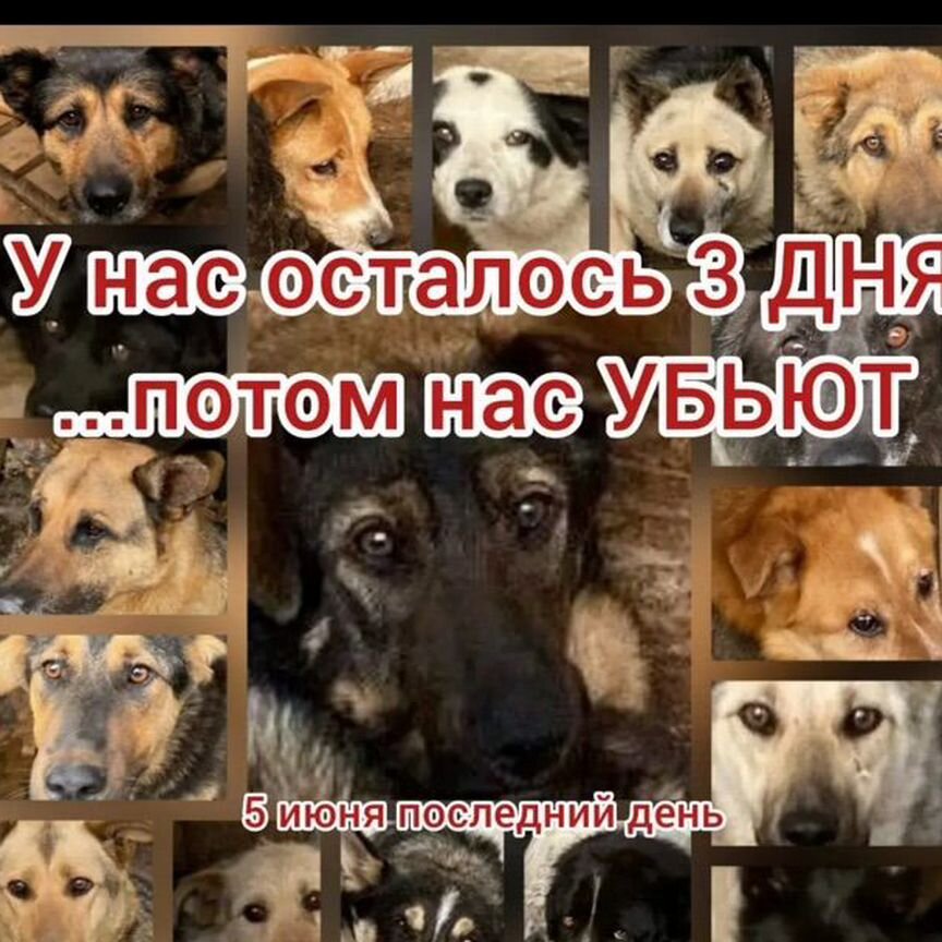 Взрослый пёс в добрые руки